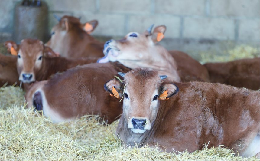 Grupo Miguel Vergara obtiene el sello AENOR de Bienestar Animal - Blog