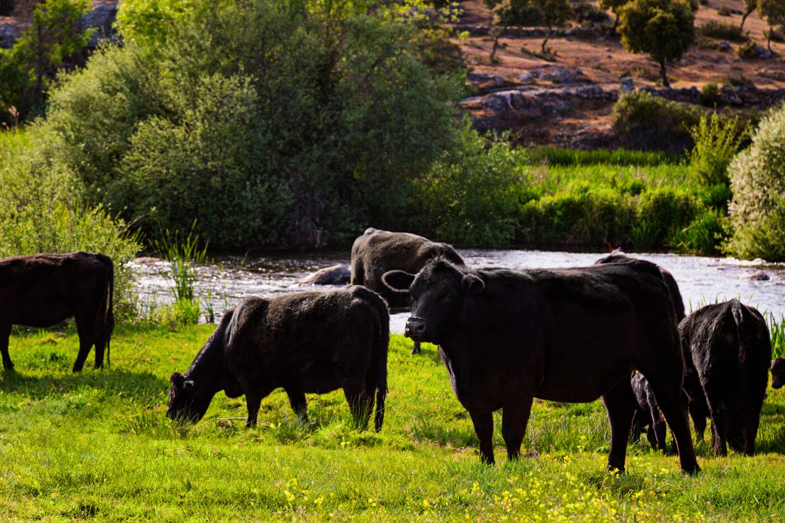 ¿Qué es la carne de Angus? - Blog