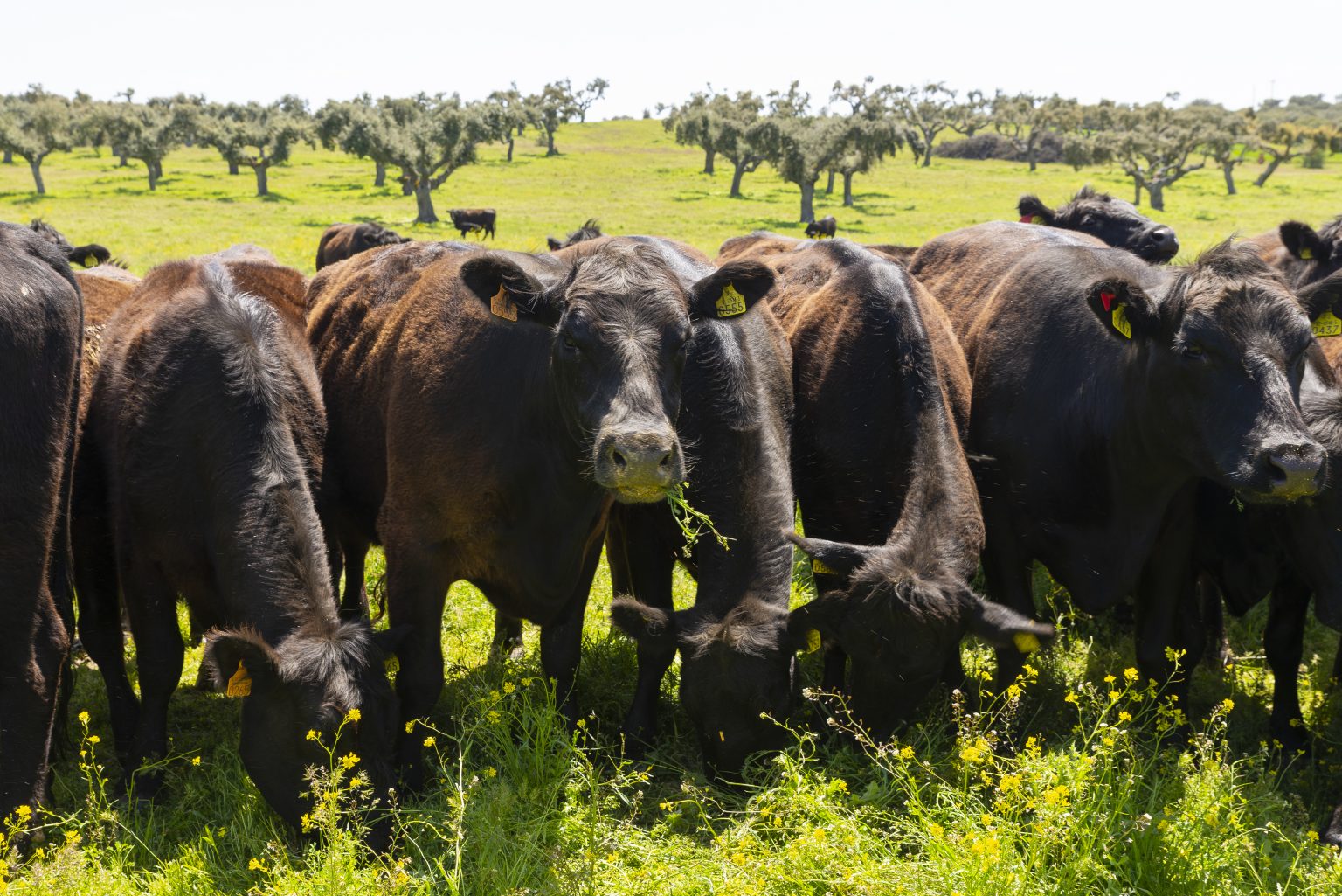 Mejores razas de ganado para carne de vacuno - The Beef Experience