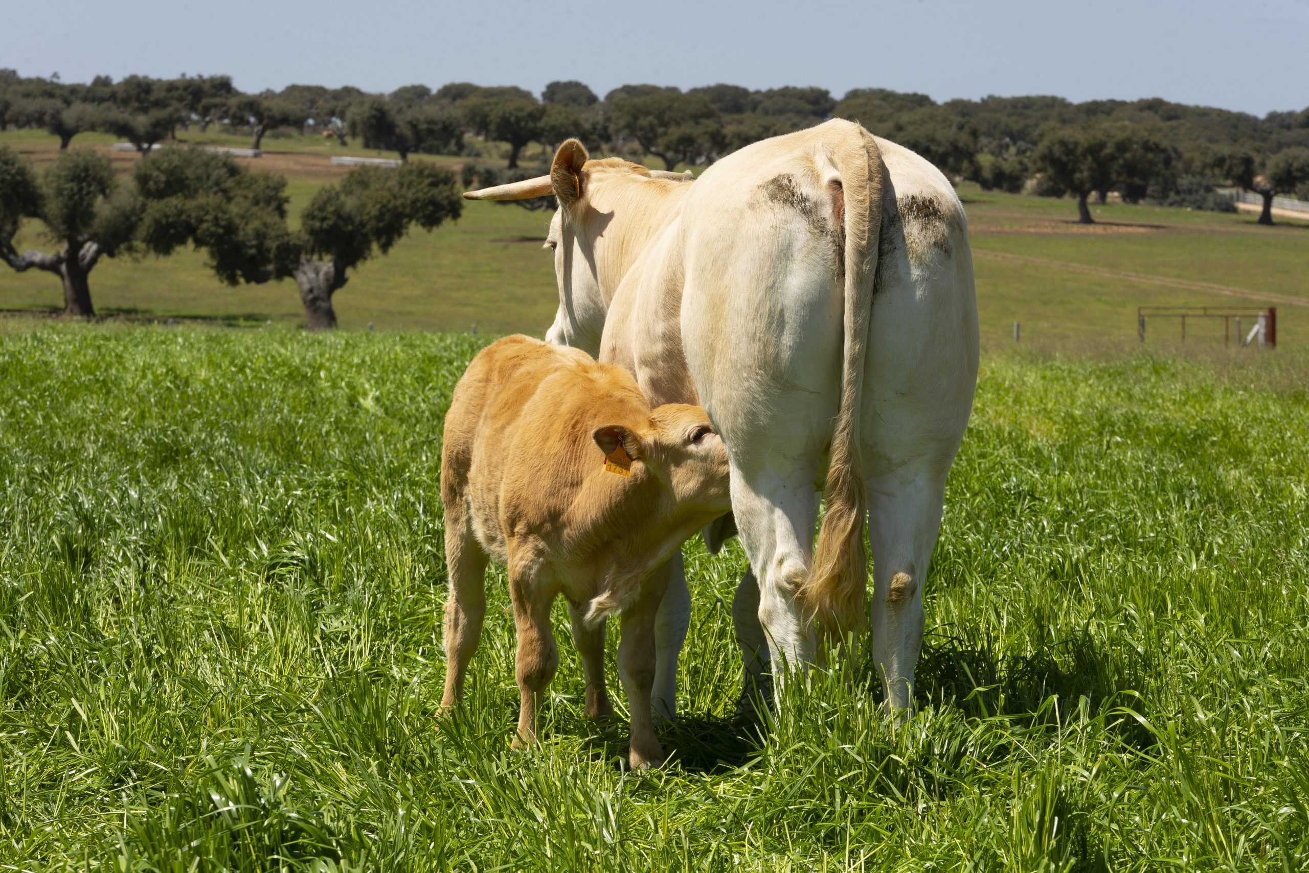 La relación entre la genética y la producción animal- Blog Miguel Vergara