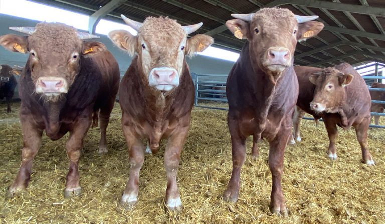 Raza Limousin y la carne de alta calidad - Blog Grupo Miguel Vergara