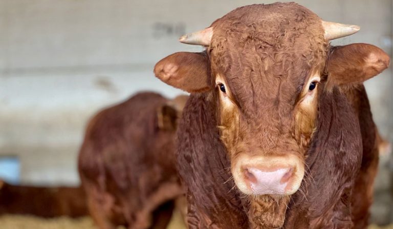 Raza Limousin y la carne de alta calidad - Blog Grupo Miguel Vergara