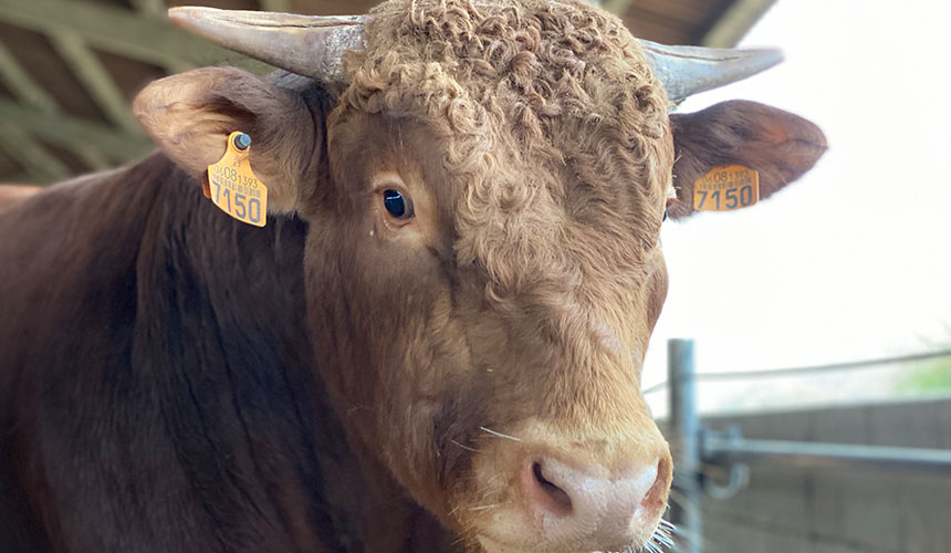 Raza Limousin y la carne de alta calidad - Blog Grupo Miguel Vergara