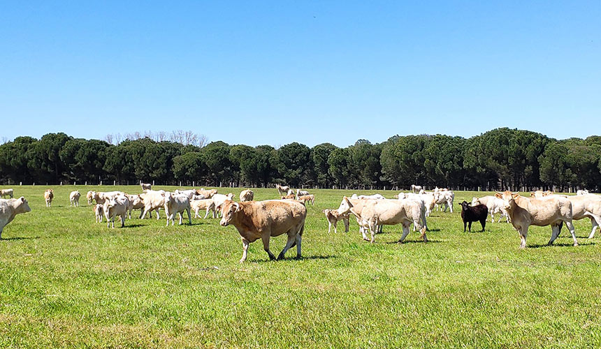 Qué es el manejo animal: cría y manutención del ganado - Blog