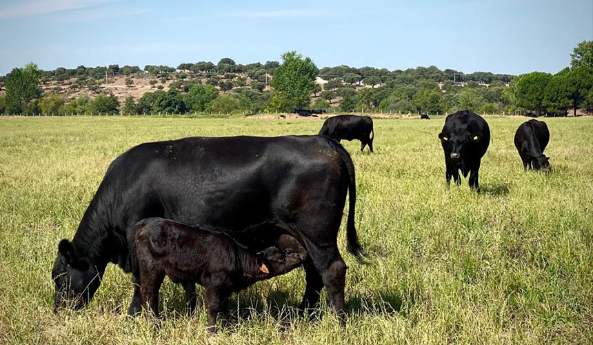 Código de Buenas Prácticas Medioambientales del Vacuno de Carne -Blog