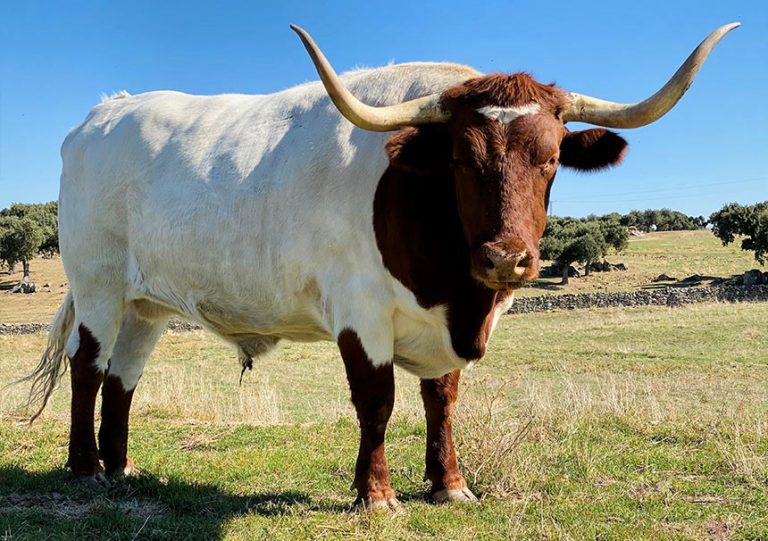 Raza Berrenda en Colorado - Blog Grupo Miguel Vergara