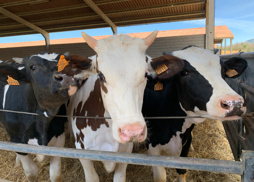 Vaca Frisona o Holstein - Blog Grupo Miguel Vergara