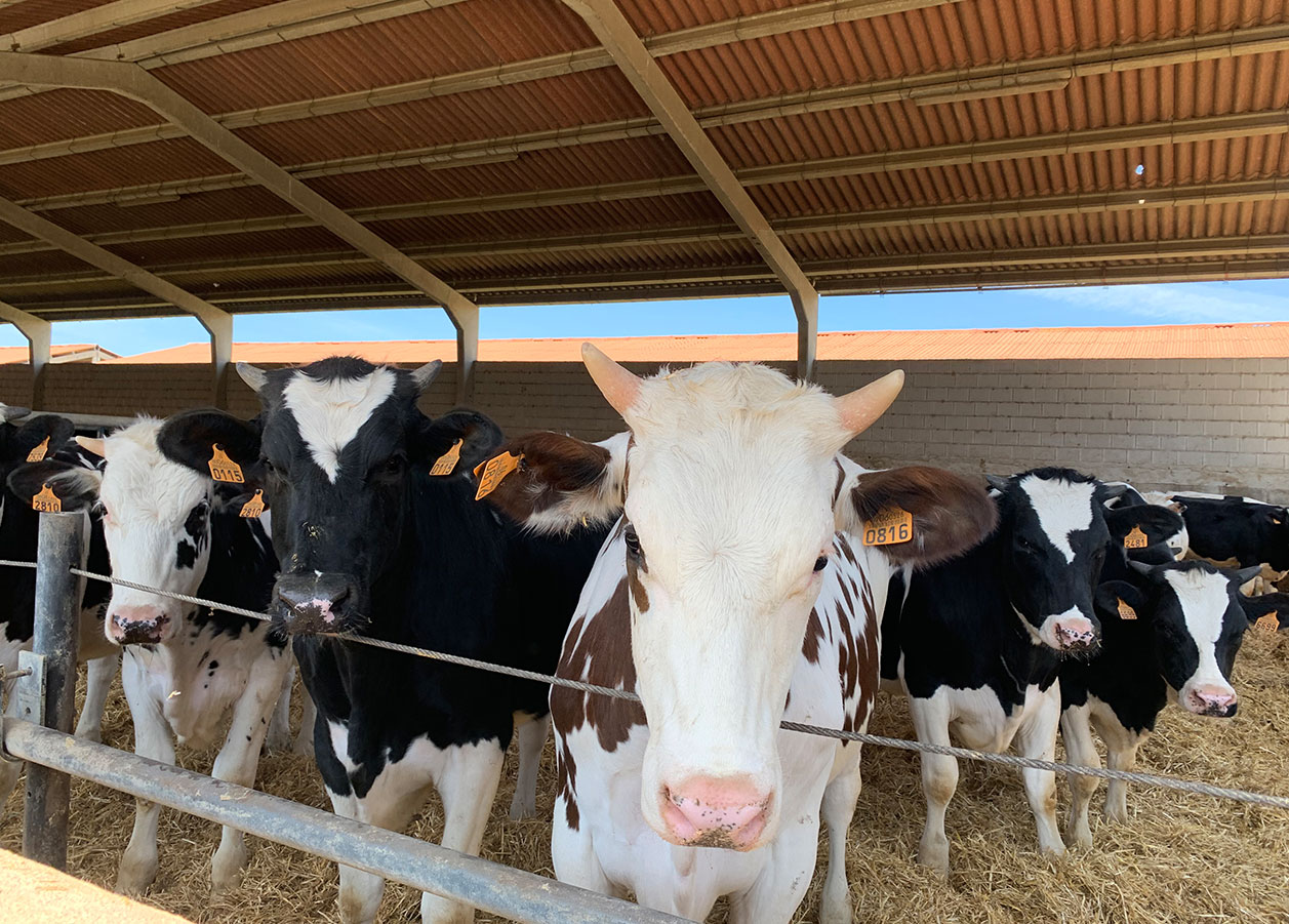 Vaca Frisona o Holstein - Blog Grupo Miguel Vergara