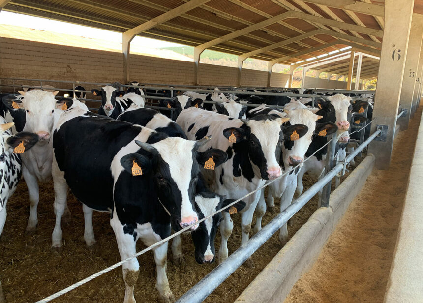 Vaca Frisona o Holstein - Blog Grupo Miguel Vergara