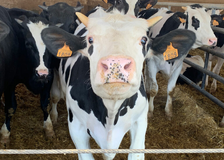 Vaca Frisona o Holstein - Blog Grupo Miguel Vergara